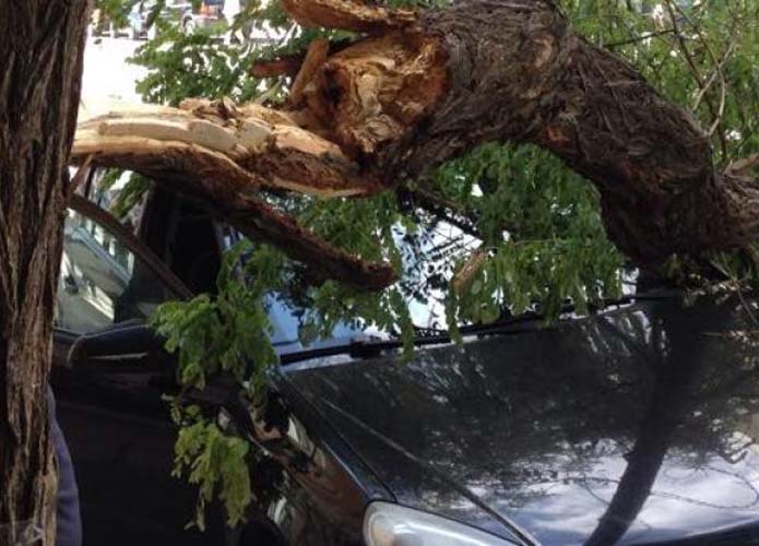 Λαχτάρησε Λαρισαίος οδηγός: Δένδρο έπεσε πάνω σε αυτοκίνητο την ώρα που ...