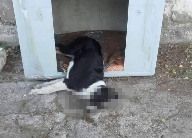 Φρίκη! Θανάτωσαν 2 κουτάβια στον Βόλο [σκληρές εικόνες] - ONLARISSA.GR ...