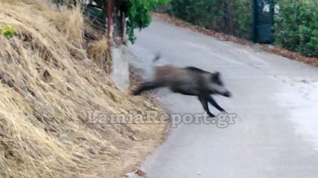 Απίστευτα βίντεο: Κοπάδι από 18 αγριογούρουνα & αγριογούρουνο - θηρίο ...
