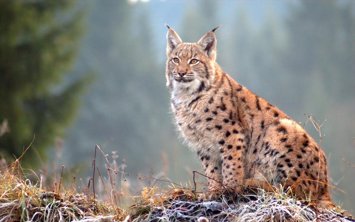 Είδαν τον λύγκα και σε άλλες περιοχές της Ελασσόνας - Νέες μαρτυρίες ...