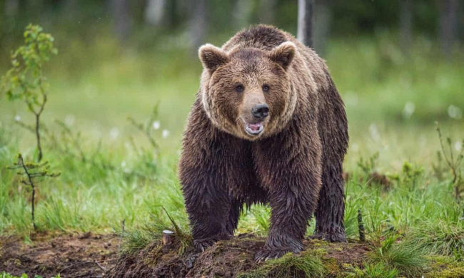 Εθεάθη μεγαλόσωμη αρκούδα στο δρόμο Συκαμινέας - Ροδιάς – ONLARISSA.GR ...