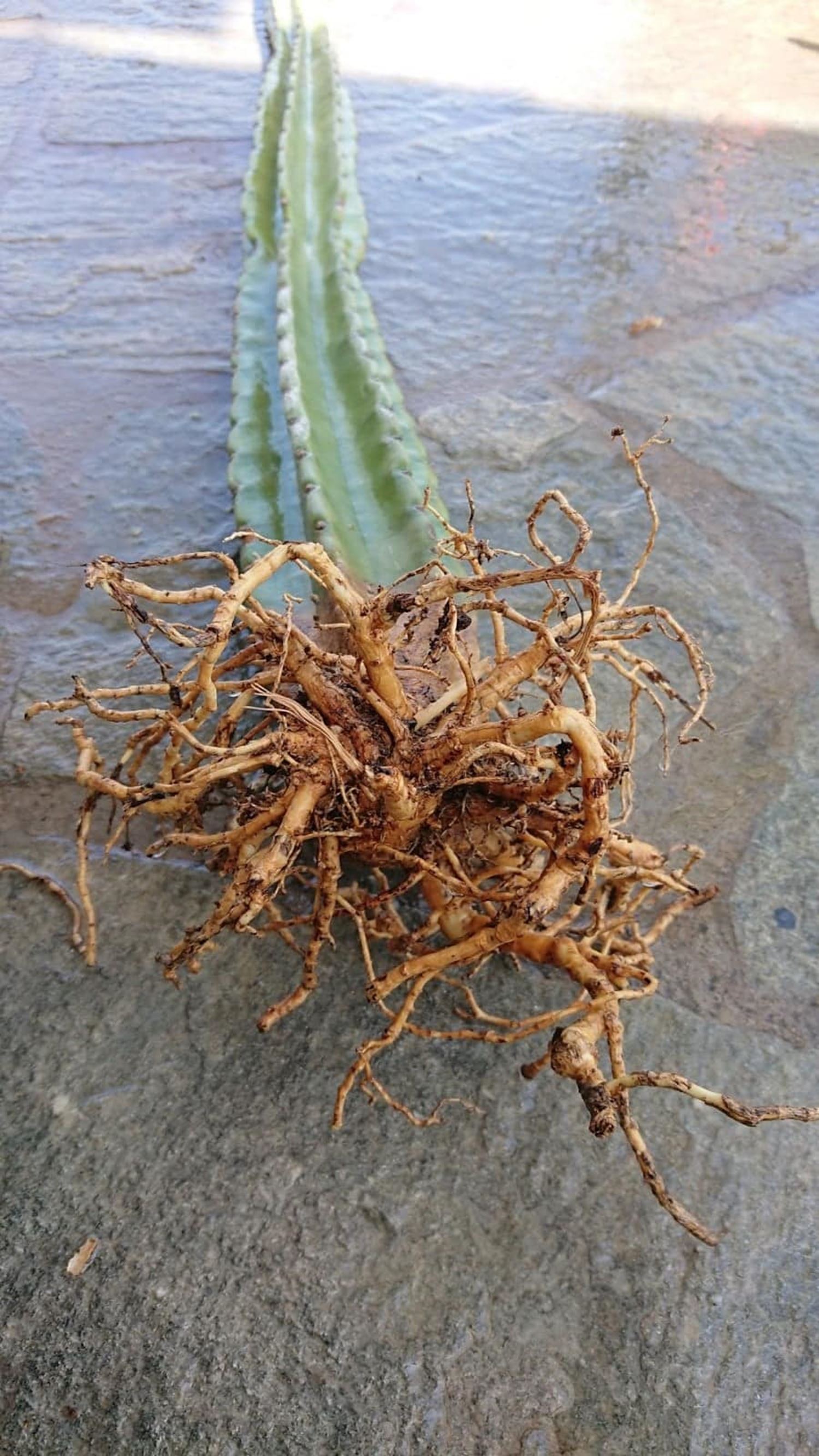 Η Λαρισαία που έφτασε να έχει πάνω από 500 κάκτους και παχύφυτα στο ...