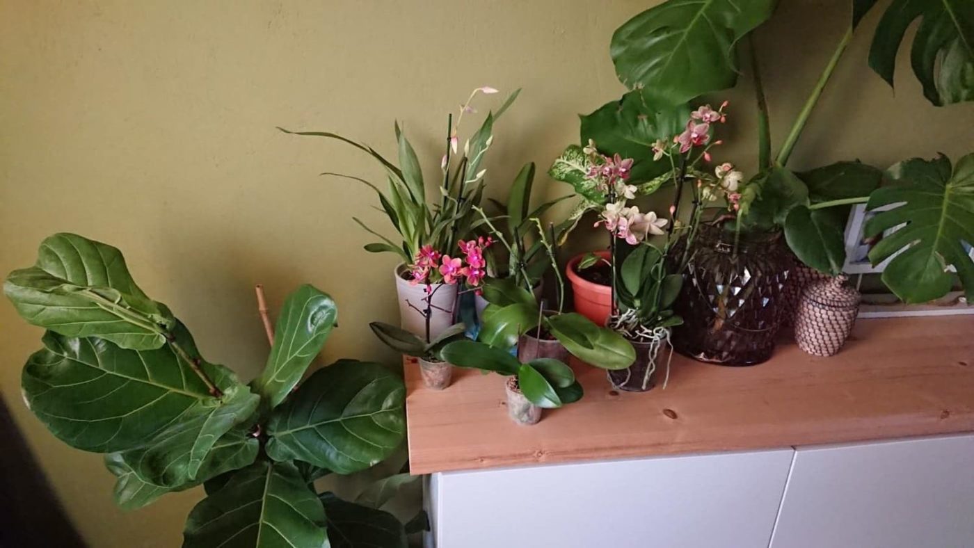 Η Λαρισαία που έφτασε να έχει πάνω από 500 κάκτους και παχύφυτα στο ...