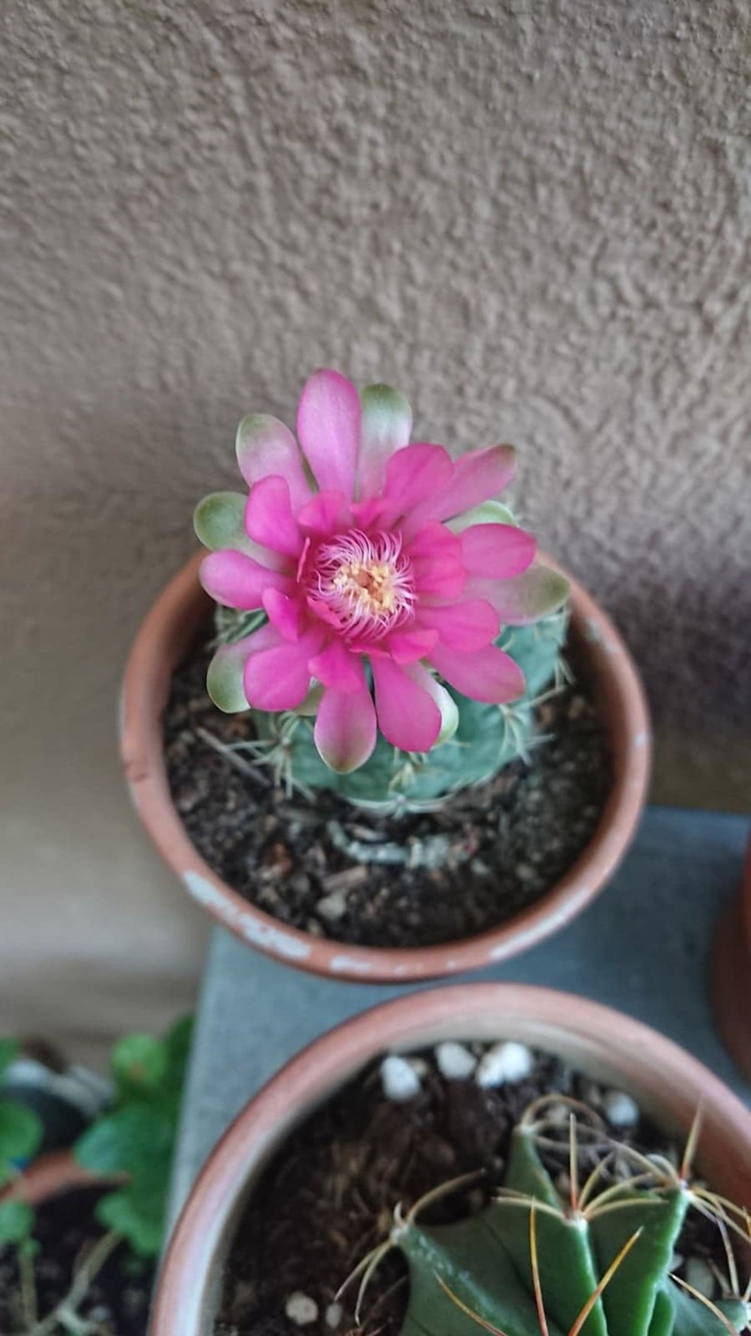 Η Λαρισαία που έφτασε να έχει πάνω από 500 κάκτους και παχύφυτα στο ...