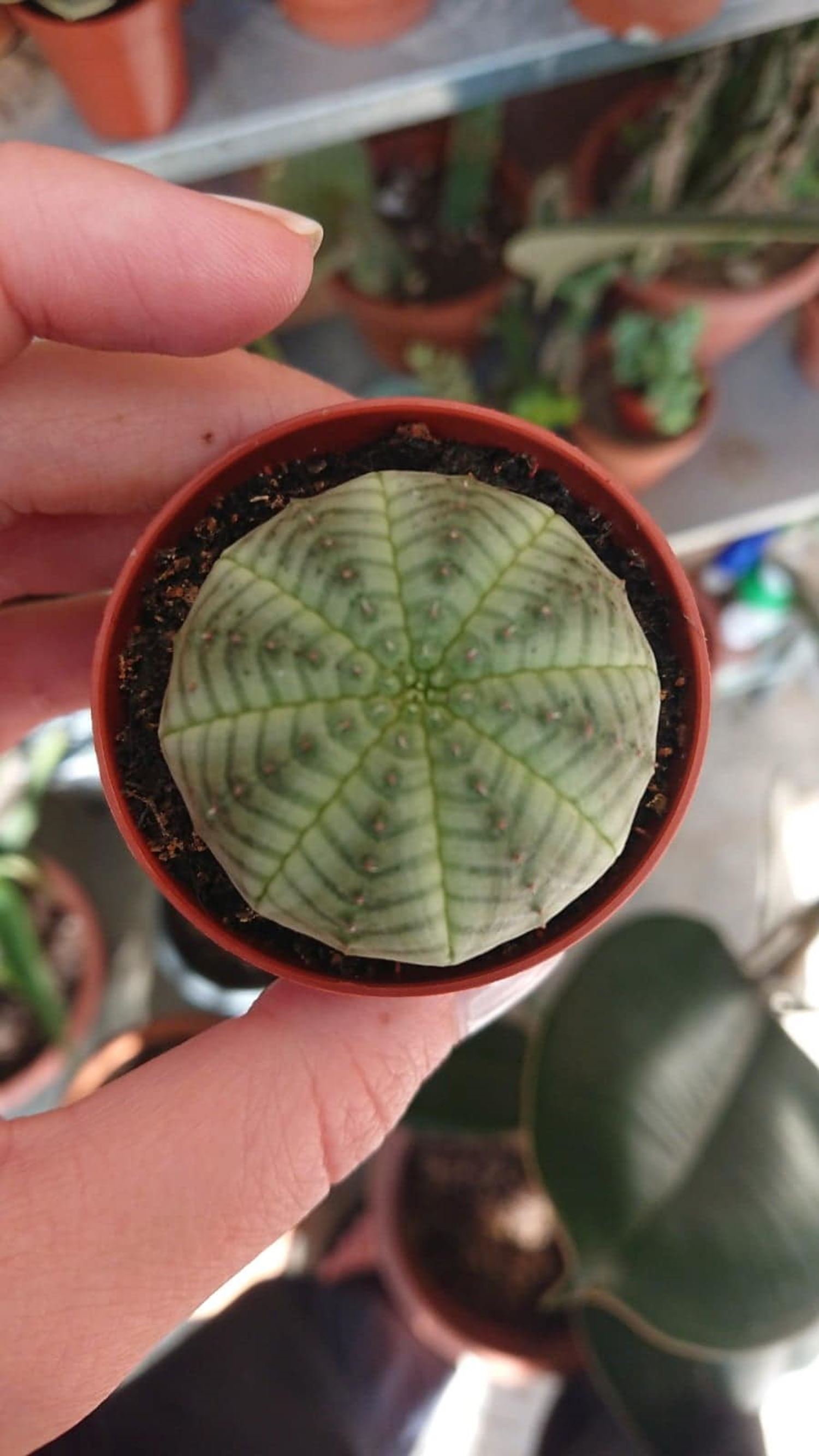 Η Λαρισαία που έφτασε να έχει πάνω από 500 κάκτους και παχύφυτα στο ...