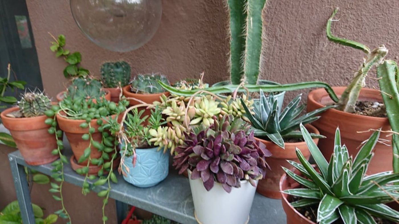 Η Λαρισαία που έφτασε να έχει πάνω από 500 κάκτους και παχύφυτα στο ...
