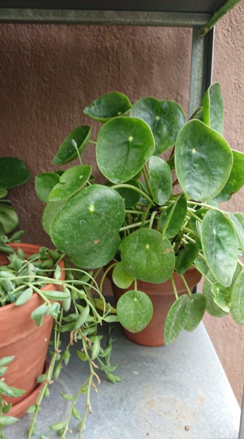 Η Λαρισαία που έφτασε να έχει πάνω από 500 κάκτους και παχύφυτα στο ...