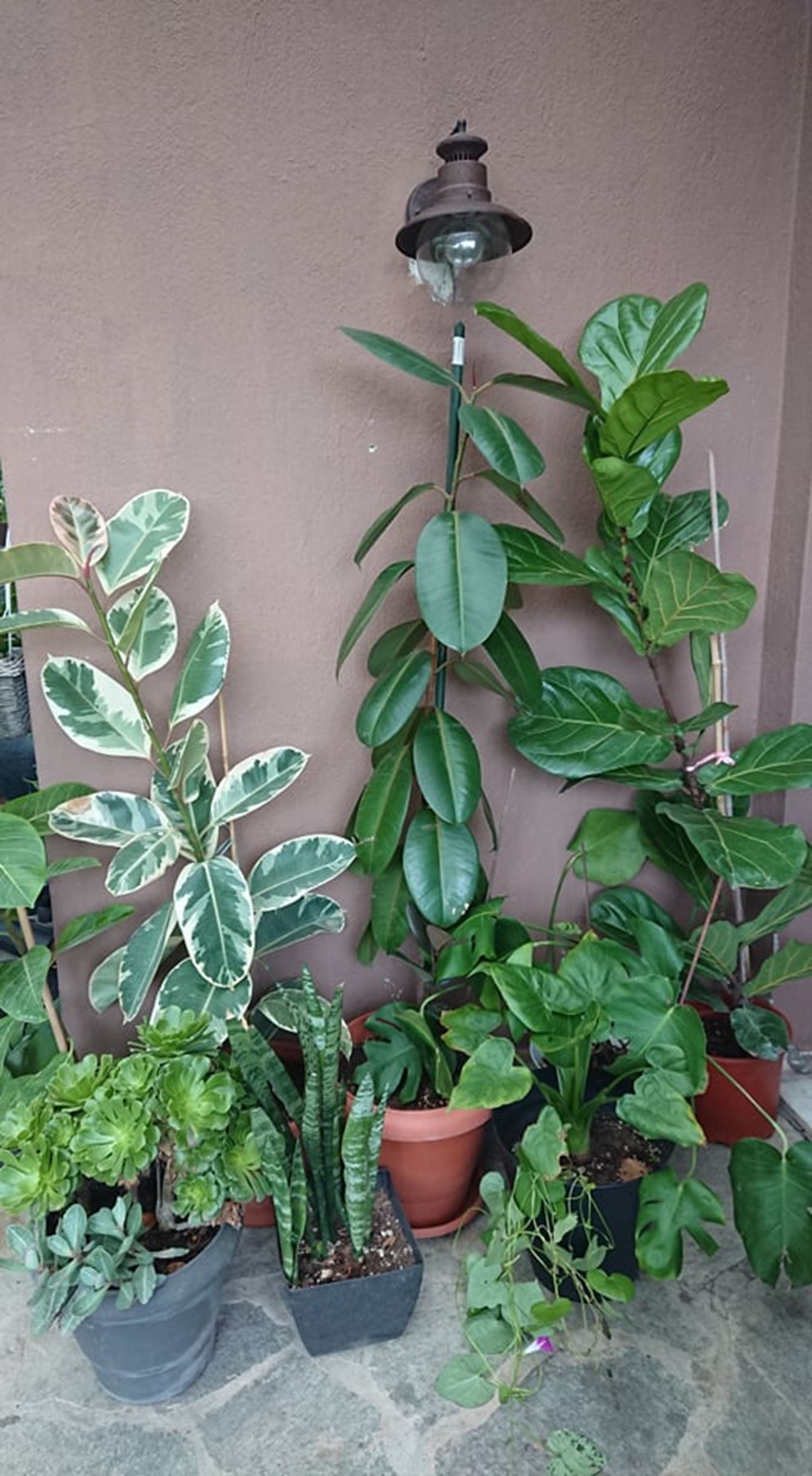 Η Λαρισαία που έφτασε να έχει πάνω από 500 κάκτους και παχύφυτα στο ...