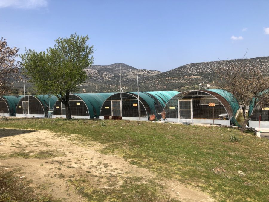 Ολοκληρώθηκε από την Ζ' Κυνηγετική Ομοσπονδία ο εμπλουτισμός βιοτόπων ...