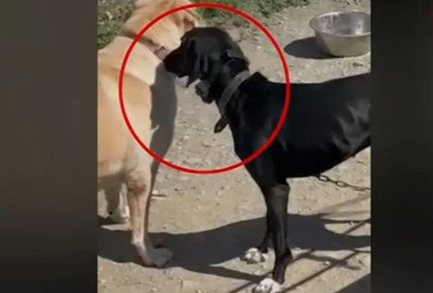 Συνελήφθη ο ιδιοκτήτης του σκύλου που τον βασάνιζε με ηλεκτρικό κολάρο ...