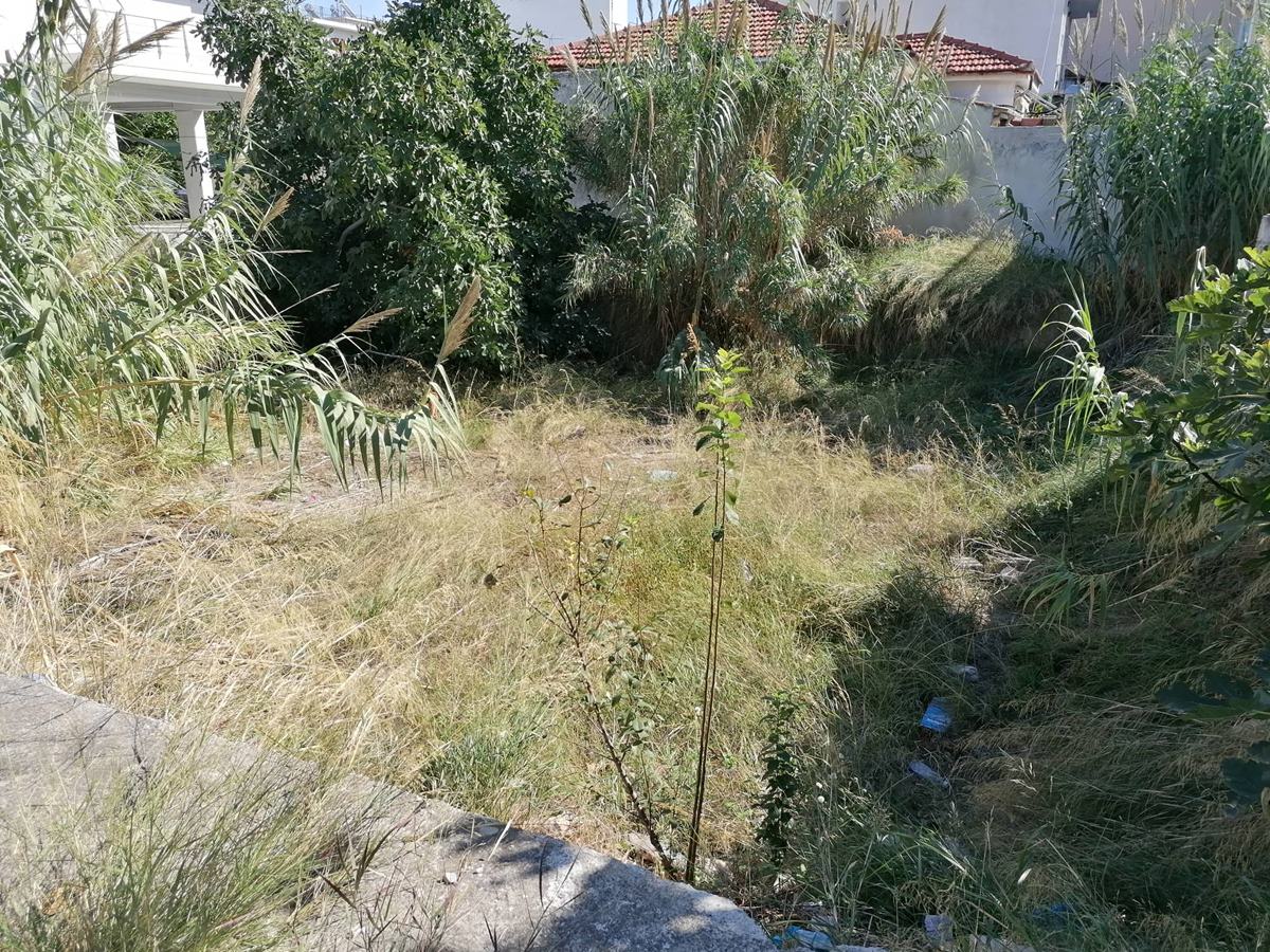 Βόλος: «Δάσος» δίπλα σε εγκαταλελειμμένο σπίτι στη Νέα Ιωνία – Είχαν ...