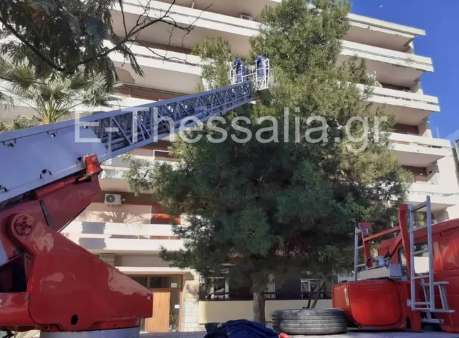 Επιχείρηση "γατάκι" στο Βόλο (φωτό) – ONLARISSA.GR Νέα Ειδήσεις Λάρισα
