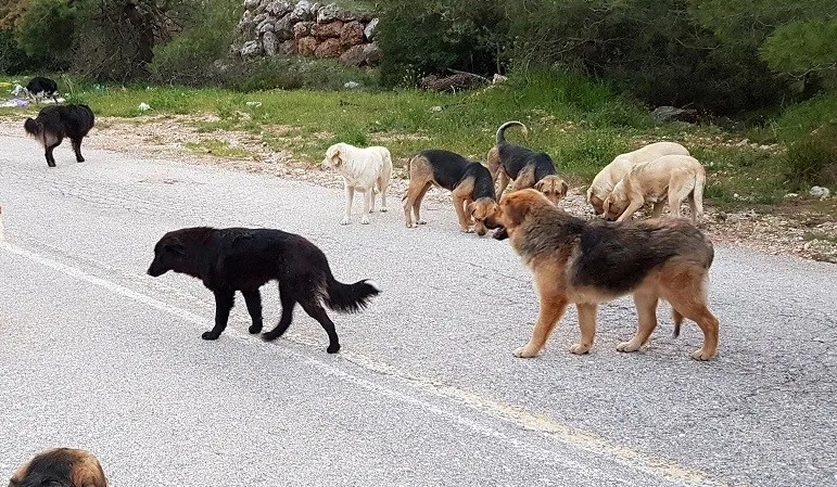 Στο νοσοκομείο στη Λάρισα γυναίκα μετά από επίθεση από αγέλη σκύλων στη ...