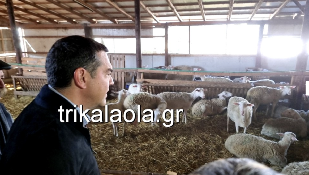 Τρίκαλα: Ο Αλέξης Τσίπρας μέσα στο μαντρί με τα πρόβατα (φωτο - βίντεο ...