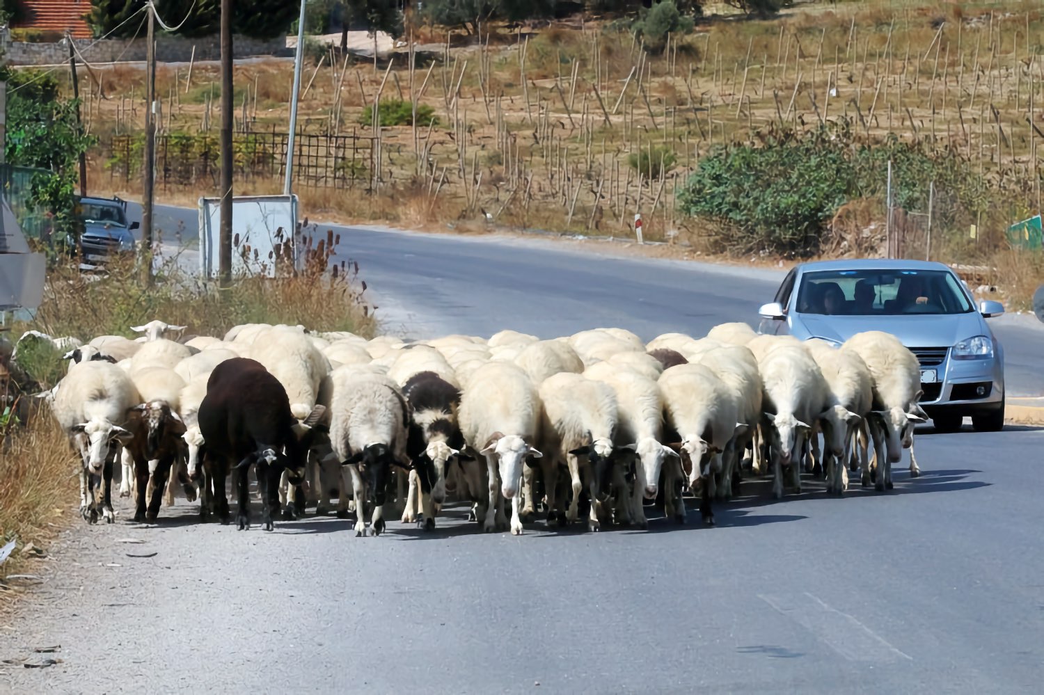 Κάλεσμα για την γιορτή κτηνοτροφίας στο Αργυροπούλι – ONLARISSA.GR Νέα ...