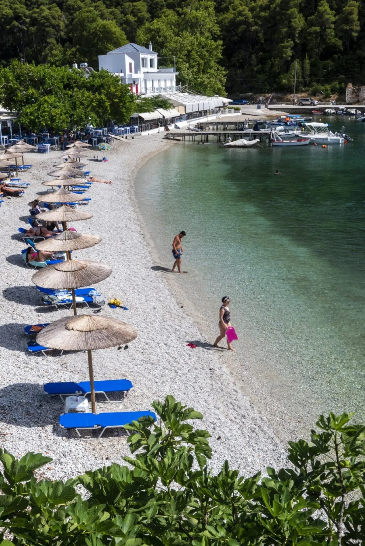 Μία από τις ομορφότερες γωνιές της Σκοπέλου - Με πεύκα και γαλανά νερά ...