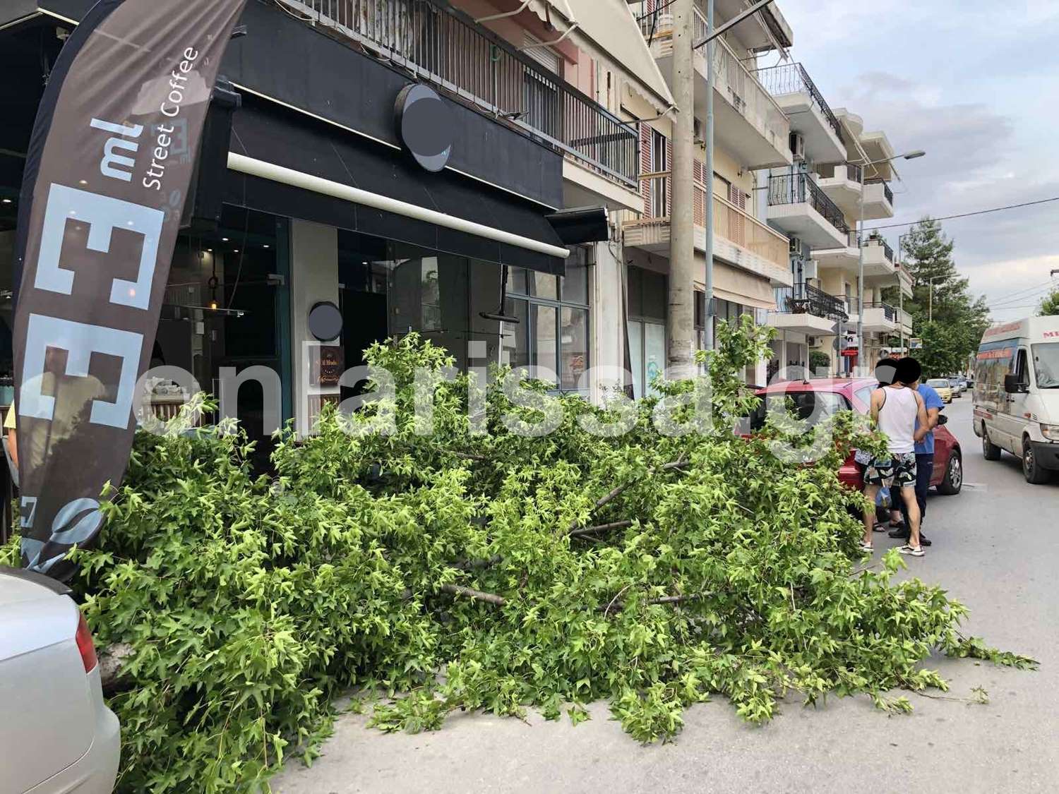 Γιατί πέφτουν φαινομενικά υγιή δέντρα στη Λάρισα; - Παρέμβαση ...