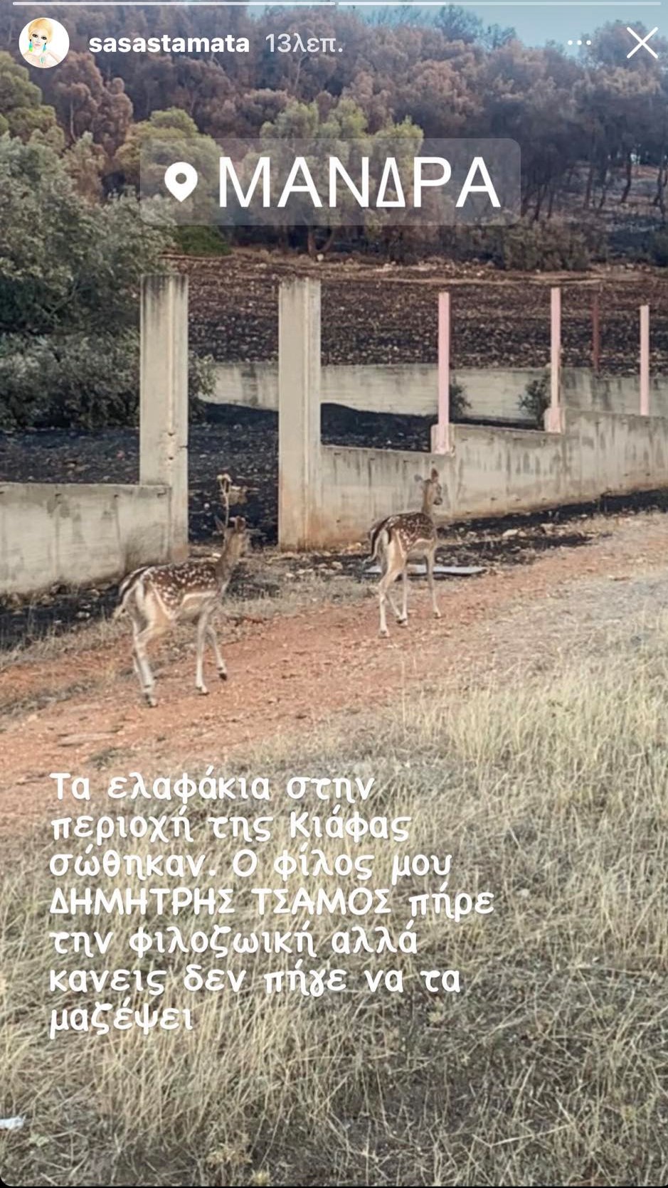 Σάσα Σταμάτη: H φωτογραφία με τα ελάφια στα καμένα της Μάνδρας που ...