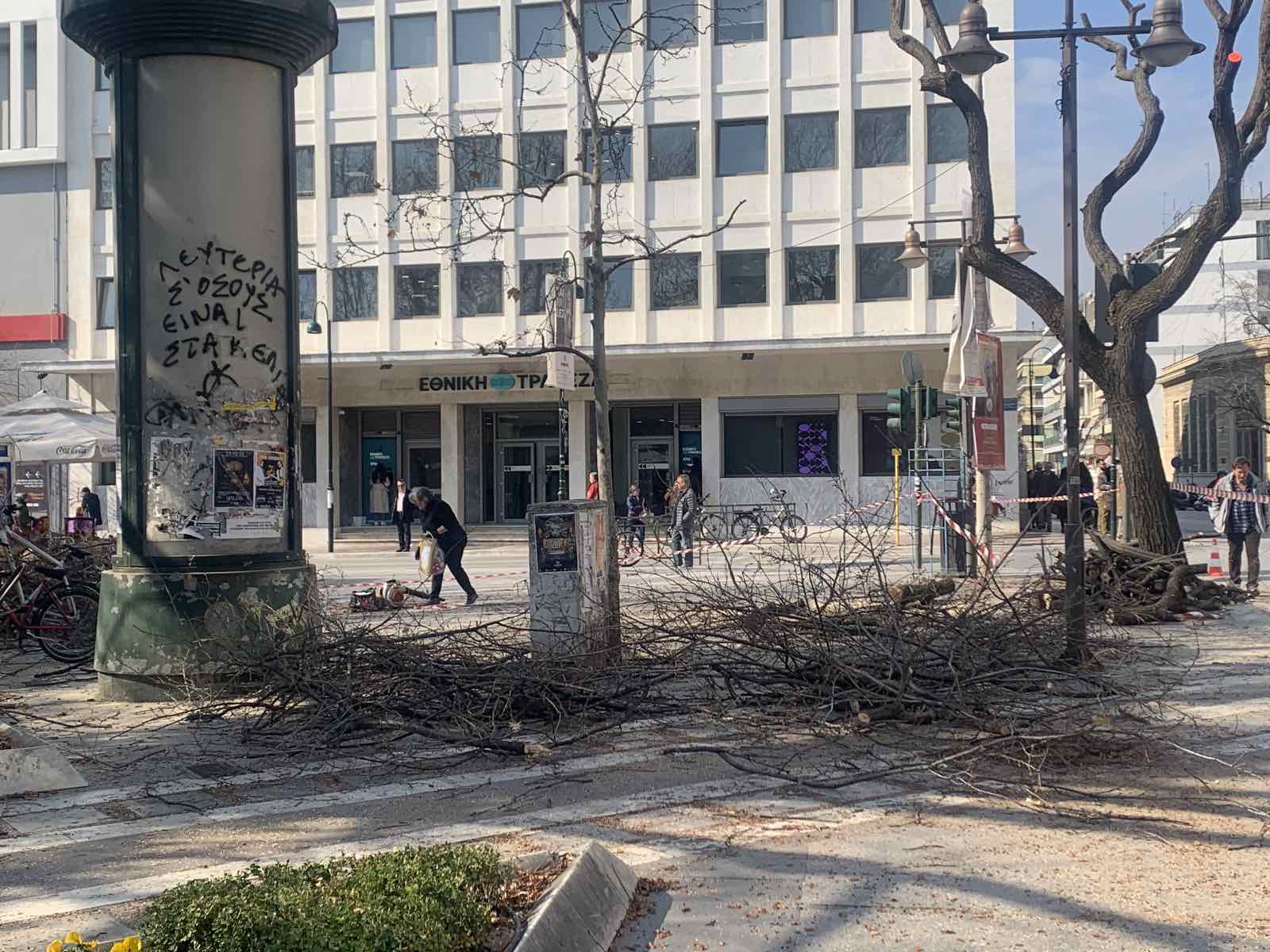 Κλάδεμα δέντρων στην Κεντρική πλατεία Λάρισας (φωτό) - ONLARISSA.GR Νέα ...
