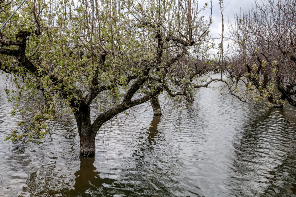 Αυτοψία: Η αμυγδαλιά που... αντιστέκεται στα πλημμυρισμένα χωράφια της ...