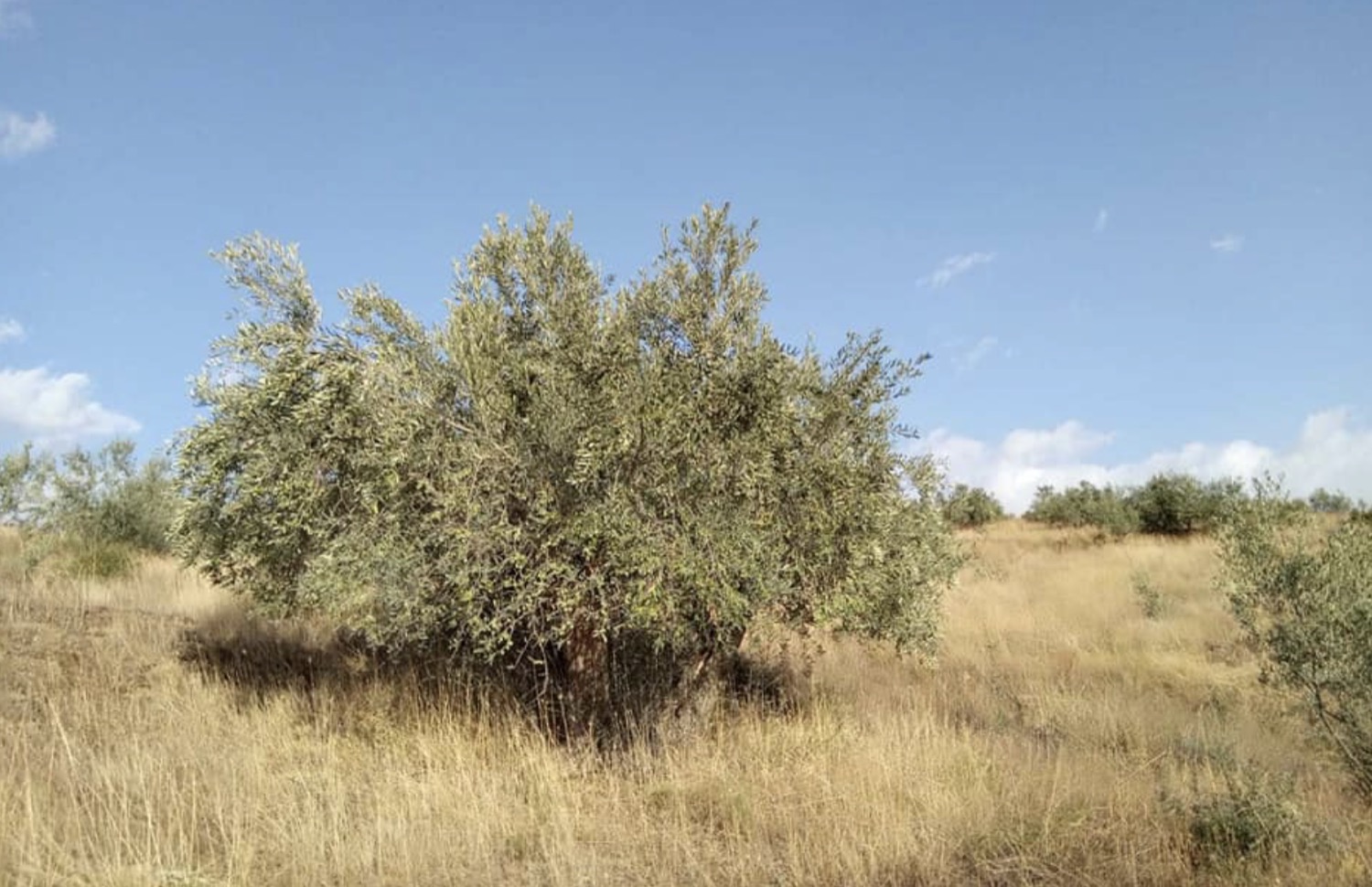 Λαρισαία αναβίωσε βιοδυναμικό ελαιώνα σε χωριό δίπλα στη Λάρισα - Το ...