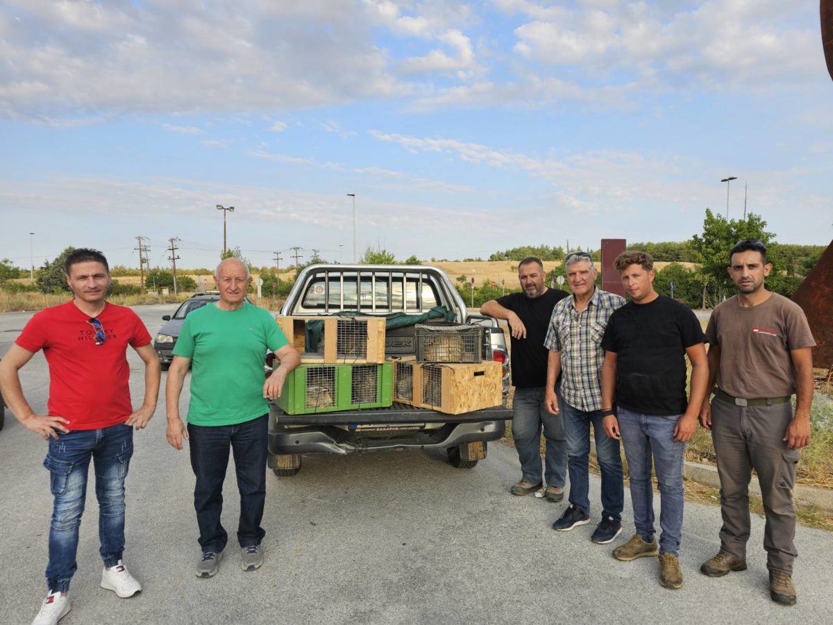 Απελευθέρωση θηραμάτων από την Ζ' Κυνηγετική Ομοσπονδία Θεσσαλίας ...
