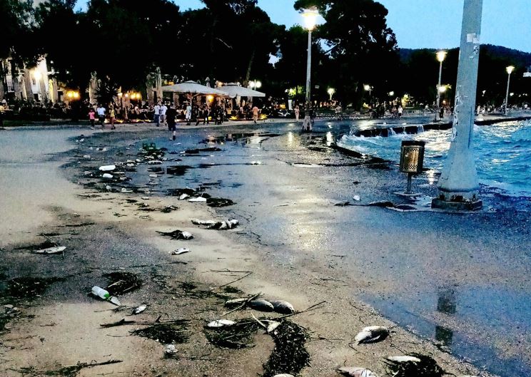 Ποια εξήγηση δίνουν οι επιστήμονες για τα νεκρά ψάρια που ξεβράστηκαν ...