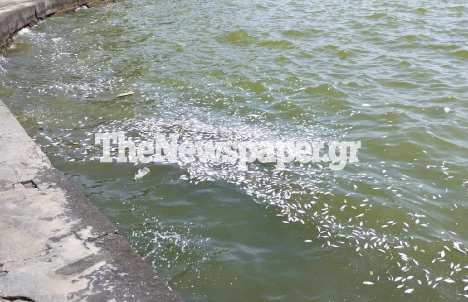 Υγειονομική βόμβα τα χιλιάδες νεκρά ψάρια στην παραλία του Βόλου (φωτό ...