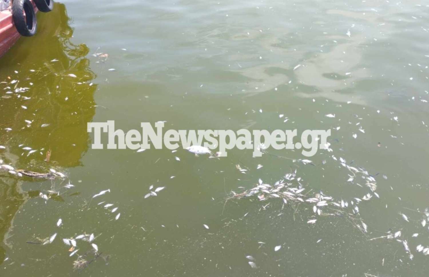 Υγειονομική βόμβα τα χιλιάδες νεκρά ψάρια στην παραλία του Βόλου (φωτό ...