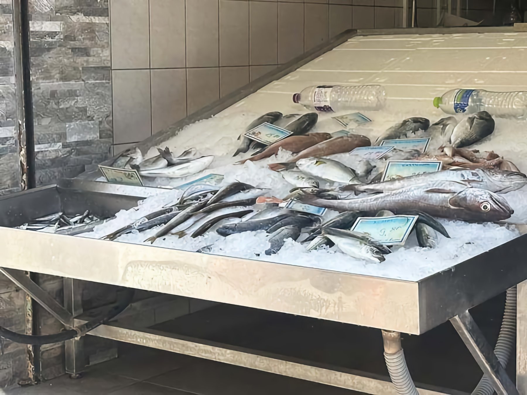 «Ναι» στην κατανάλωση ψαριών από τον Παγασητικό – ONLARISSA.GR Νέα ...