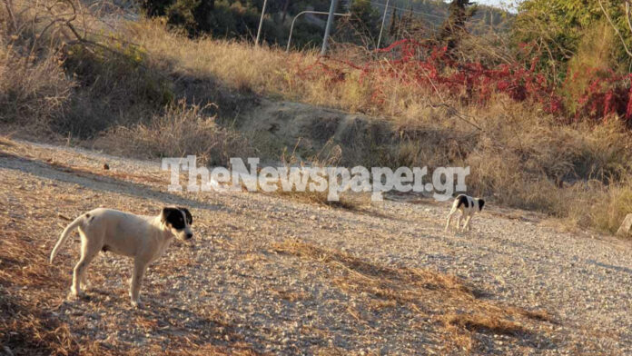 Βόλος: Αδέσποτα σκυλιά «πολιορκούν» μια ολόκληρη περιοχή - Περίοικος ...