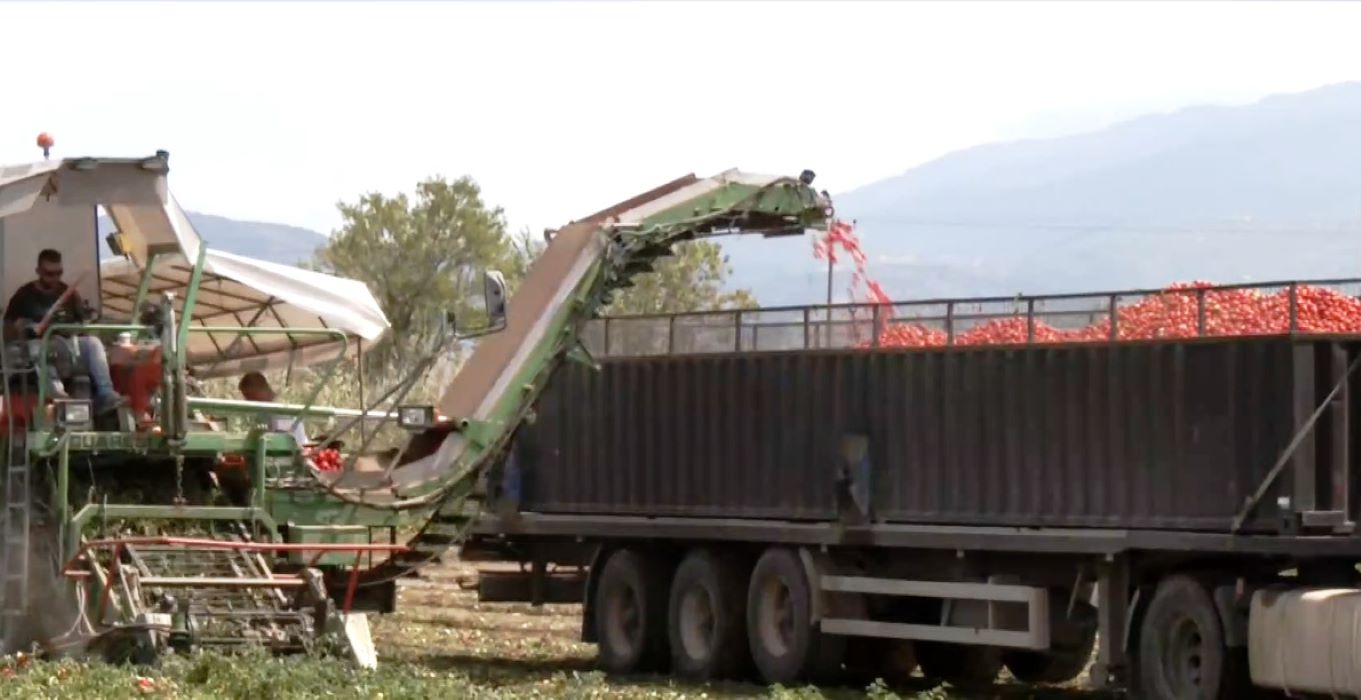 Στο φουλ οι μηχανές σε χωριό της Λάρισας για την συγκομιδή της ...