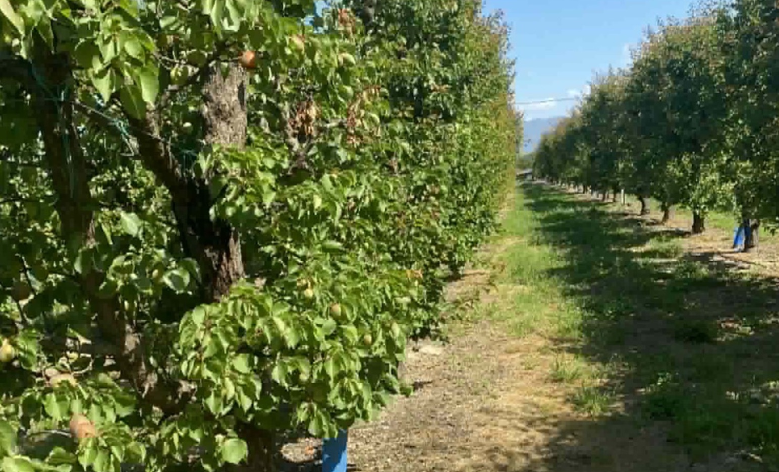 Λάρισα: Ζημιές σε καλλιέργειες στην περιοχή του Τυρνάβου – Άμεσες ...
